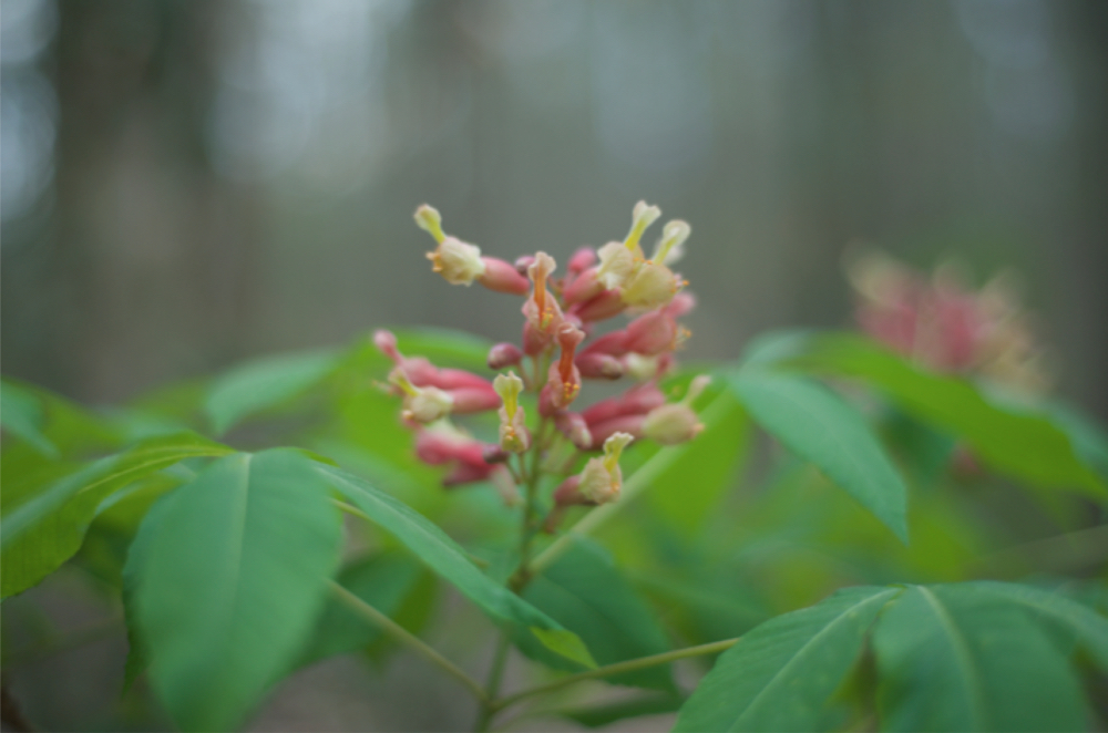 EcoAddendum 3.0D’Agnese Greenspace Volunteer & Naturalist Walk