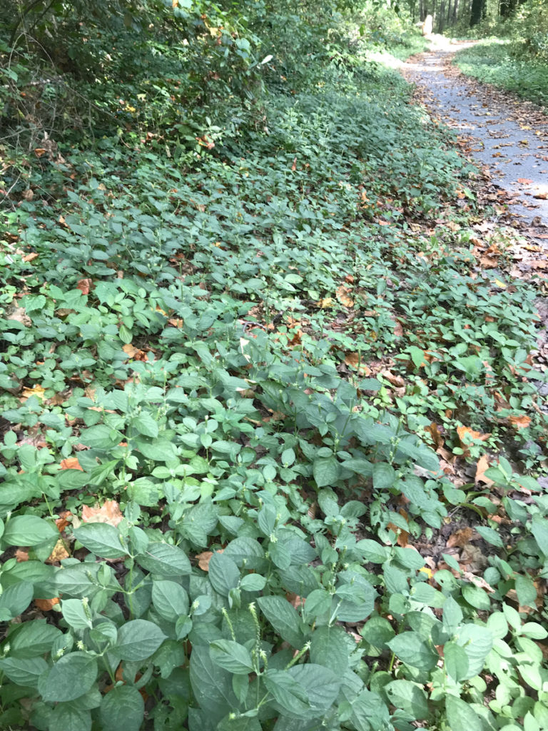 EcoAddendum 3.0 | Invasive Japanese Chaff Flower