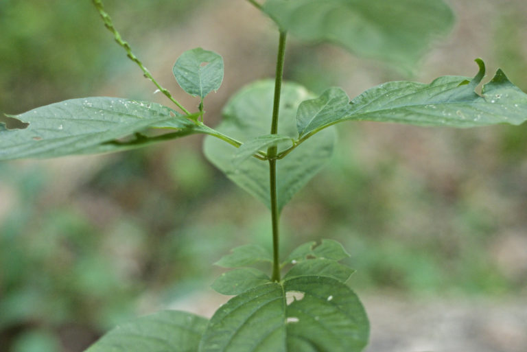 EcoAddendum 3.0 | Invasive Japanese Chaff Flower